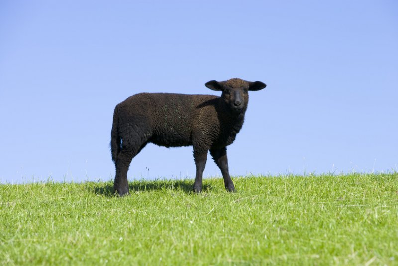 Geschichte: "Das kleine schwarze Schaf" | bpb.de