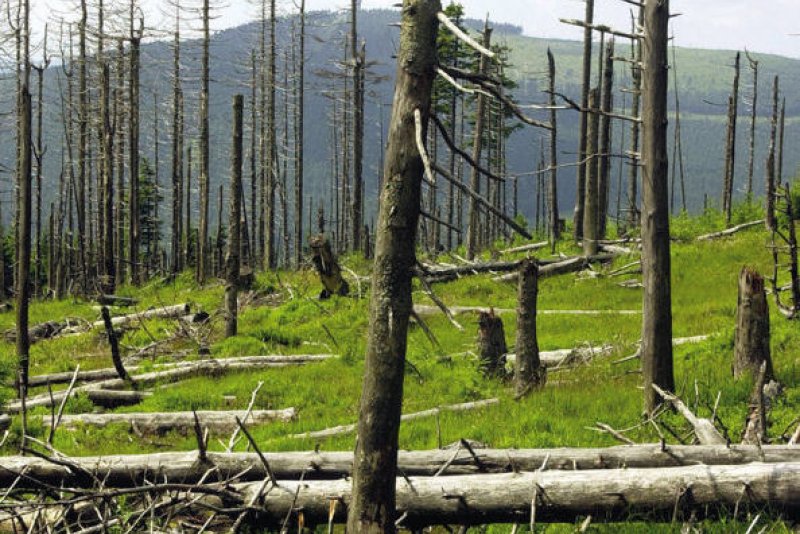 Vom Waldsterben zur Energiewende | Energie und Umwelt | bpb.de