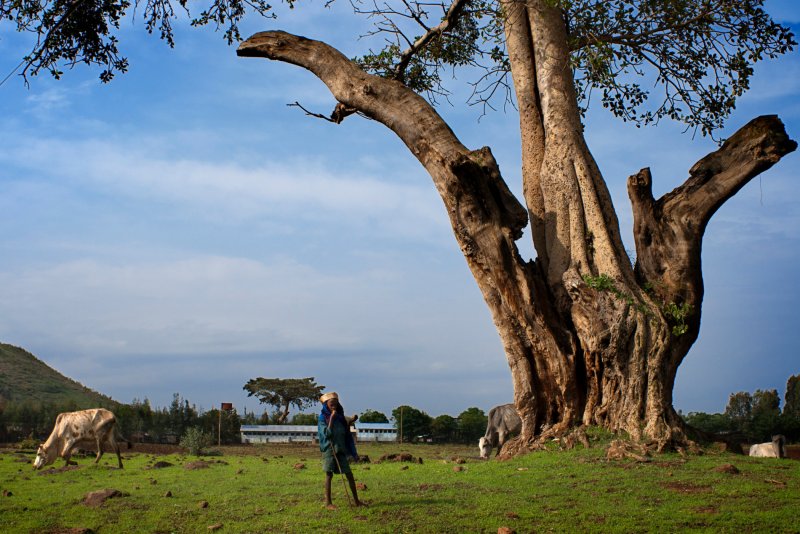 Der äthiopische Weg zur "Entwicklung" – Landnahme, Vertreibung und ...